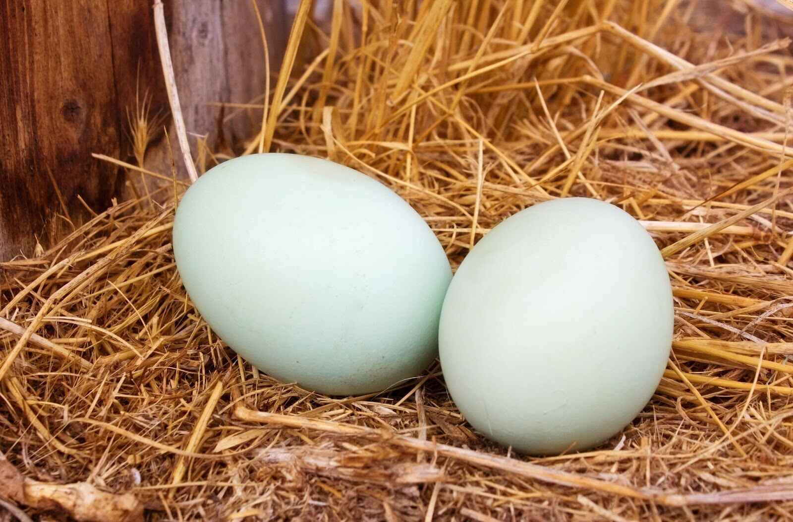 The Egg-cellent Journey of This Versatile Superfood - Rodaportal