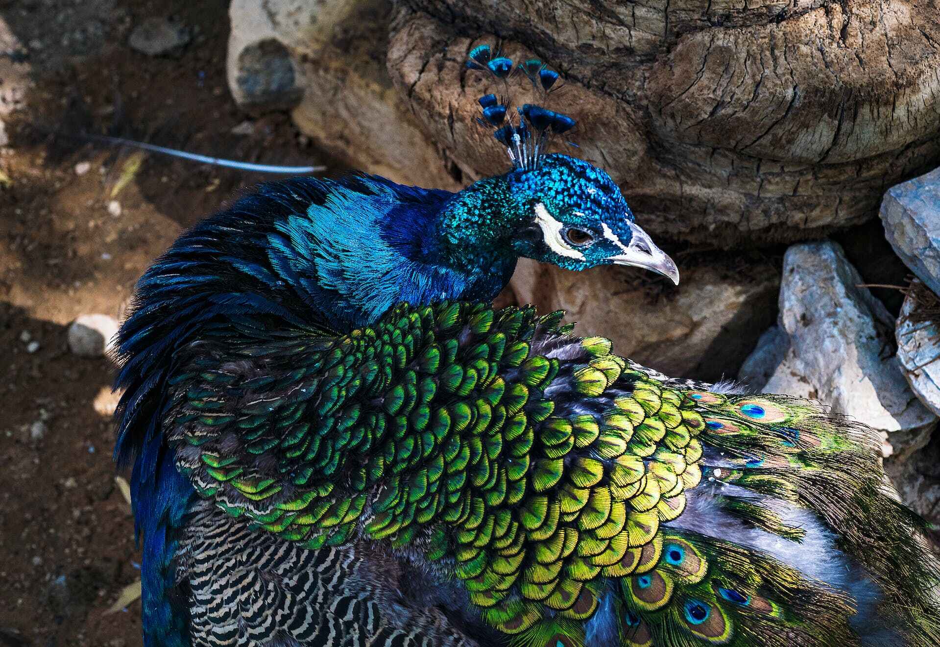 The Fascinating World of Peacocks: Uncovering the Beauty and Behavior ...